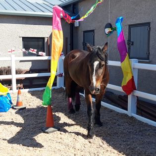 Horse Agility – HEARTFELTHORSE